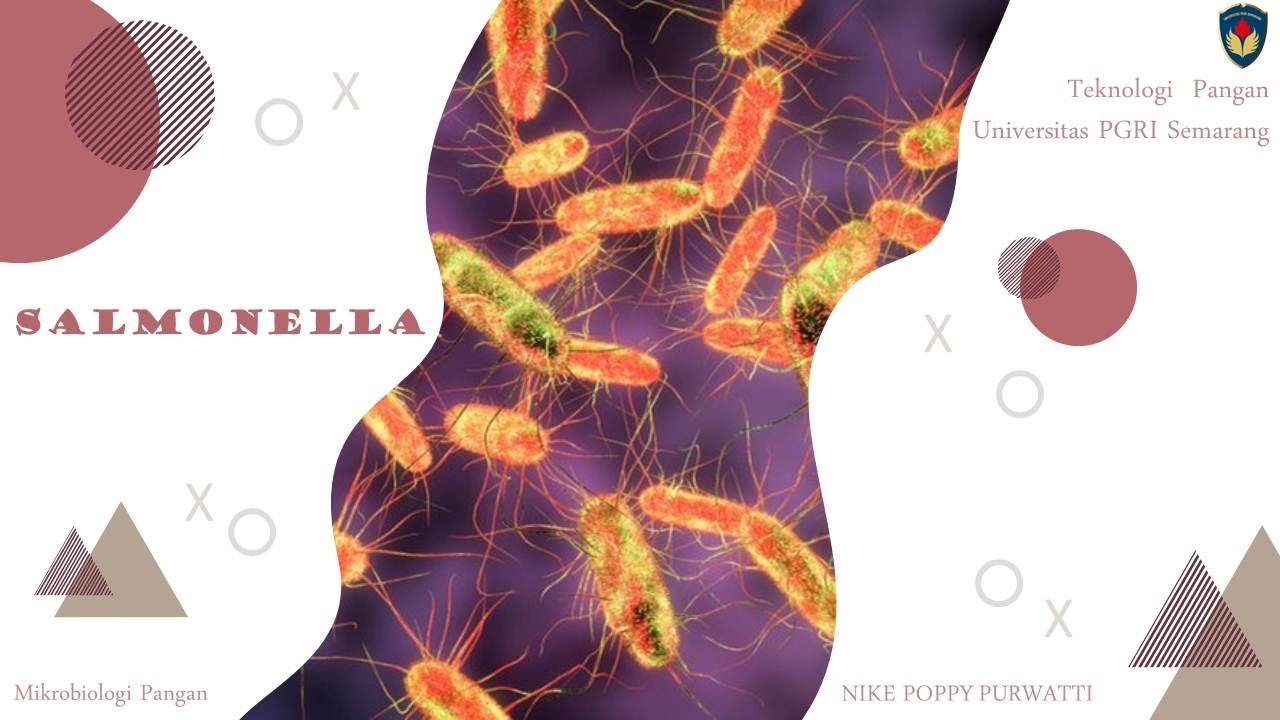 Presentasi Mikrobiologi Pangan-Salmonella-Teknologi Pangan UPGRIS - YouTube