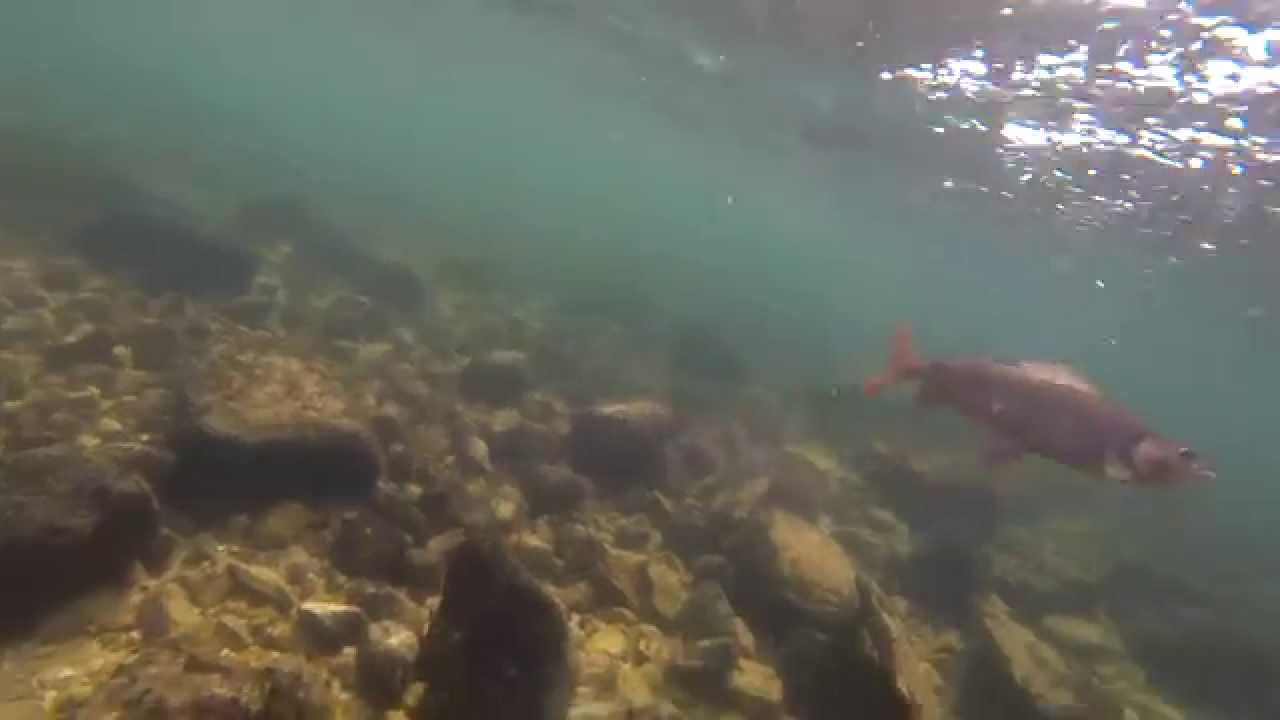 A DAY ON THE WATER Cree Lake 2015 - YouTube