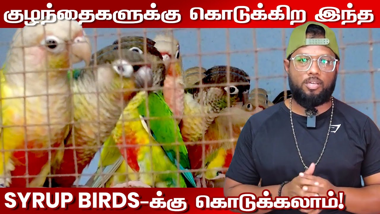 Fancy Birds Chennai | Birdsக்கு Health Problem வரும் | loose motion,eye ...
