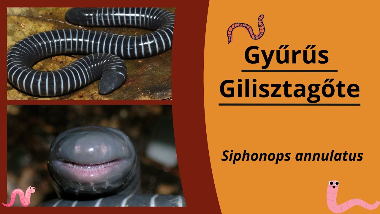A Bőrevő Gyűrűs Gilisztagőte [Siphonops annulatus] - YouTube