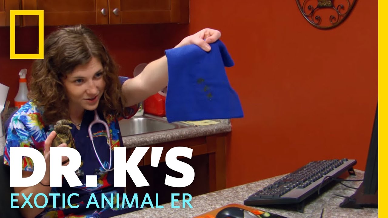 Potty Trained Tortoise | Dr. K's Exotic Animal ER - YouTube