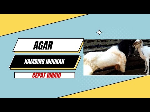 Cara memancing kambing betina agar cepat minta kawin