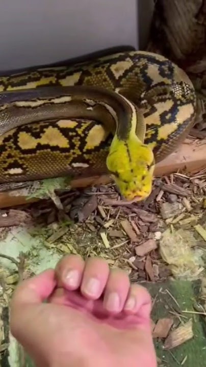 Python Passes The Friendship Test - YouTube