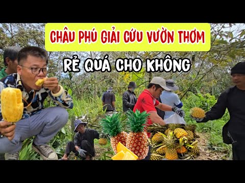 Châu Phú Giải cứu Vườn Thơm 👉 Rẻ Quá Cho Không Tại Cần Thơ | Chau phu Area 51 Thiên Cấm Sơn