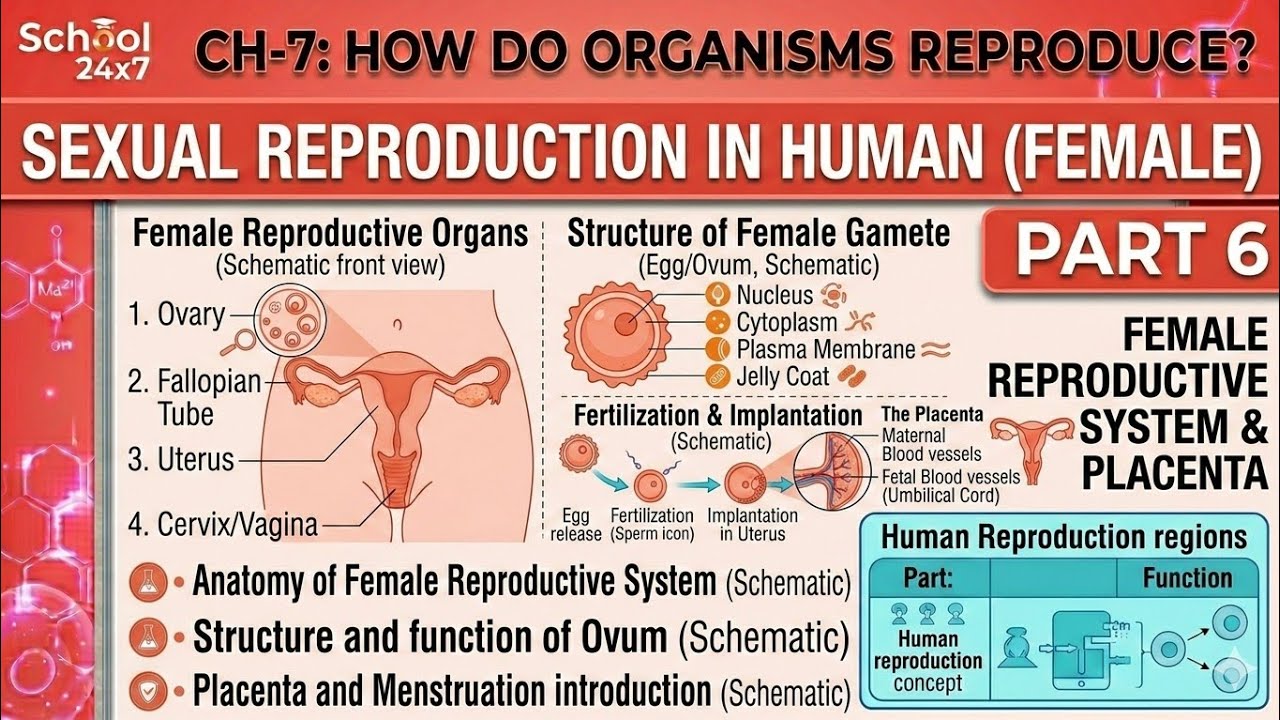 Class 10 Science Ch 7 | Organisms Reproduce Part 6 |Male & Female ...