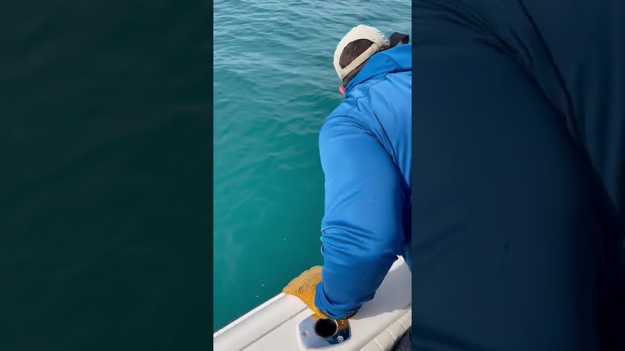 Sharking 3 - YouTube