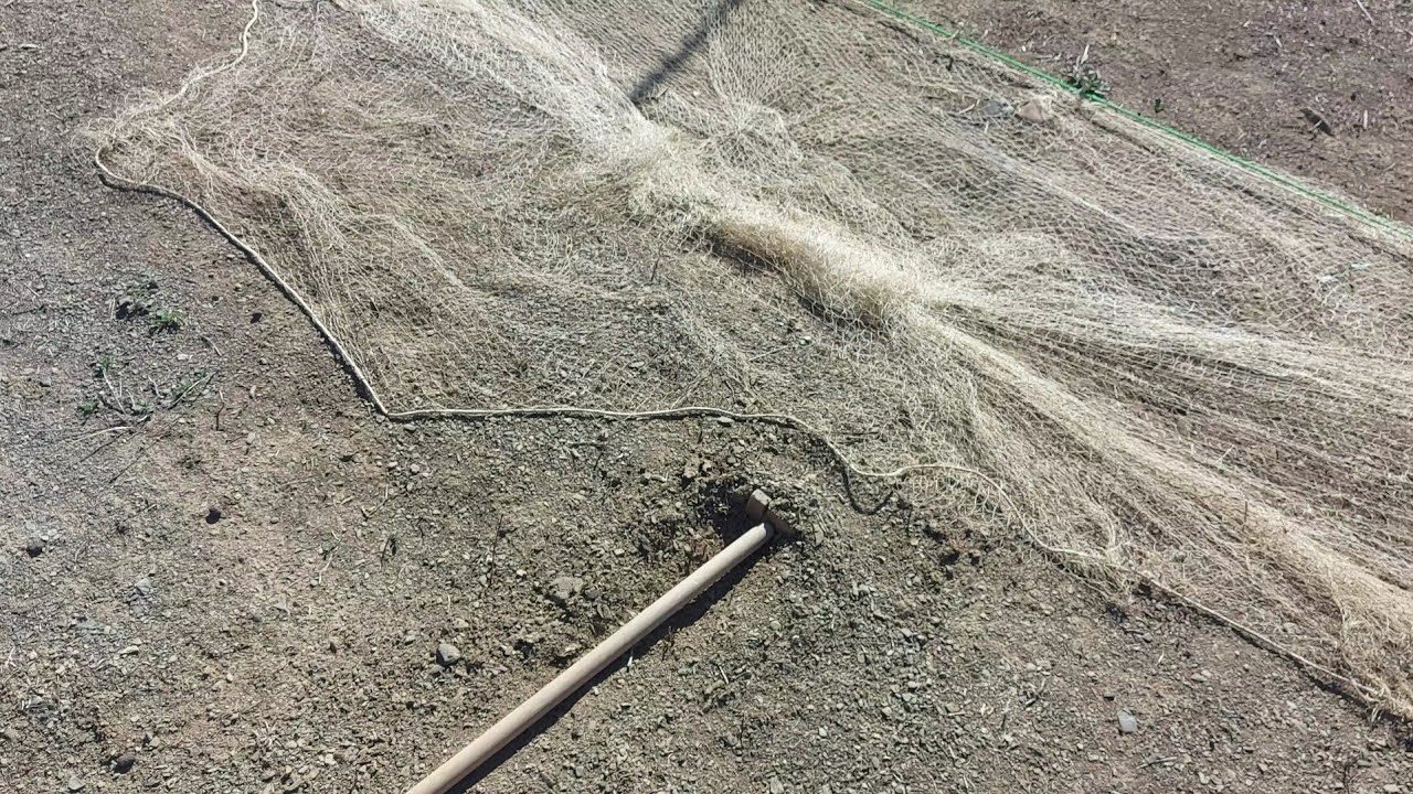 How to set up net trap for hunting peregrine falcon and other birds ...