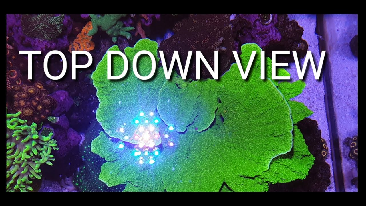 Top Down View of my Reef Tank (Quick Video) - YouTube