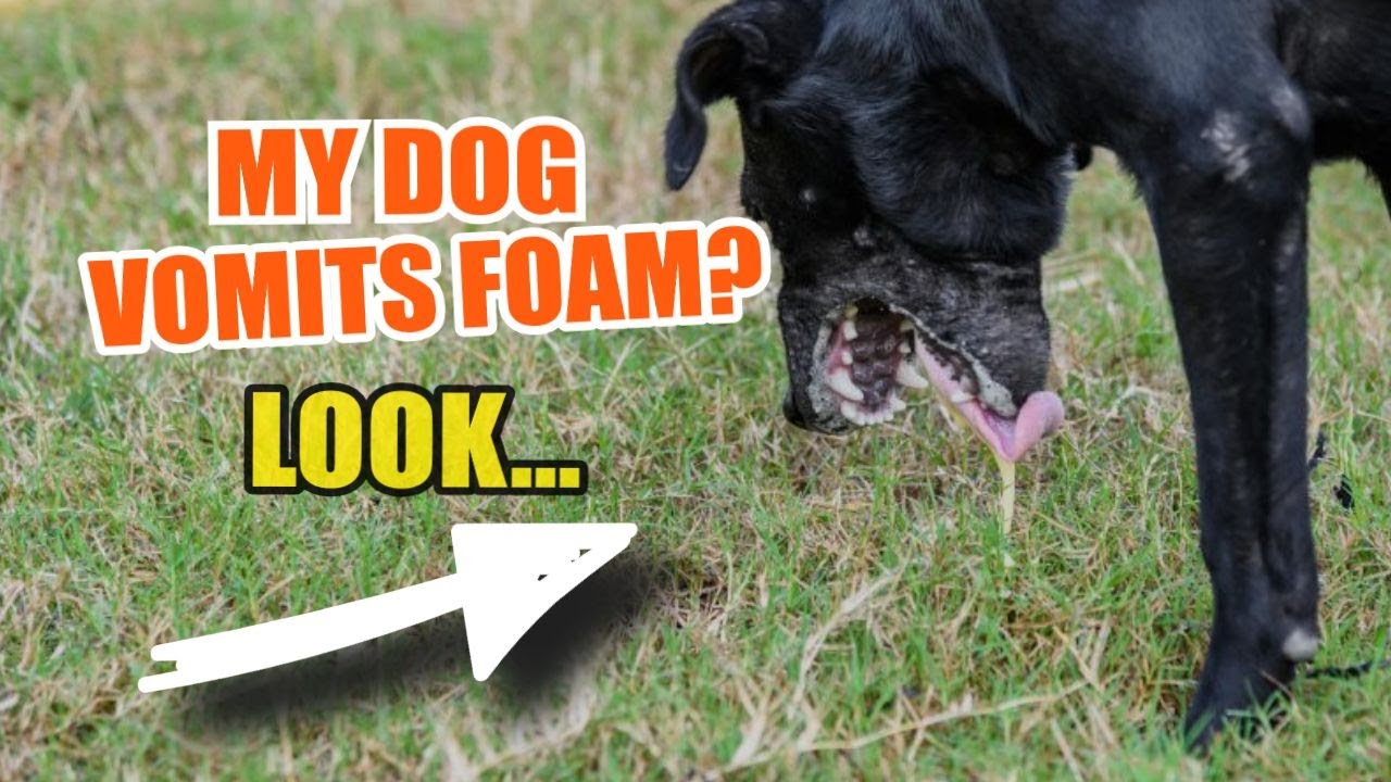 What Does WHITE VOMITING Mean in DOGS? 🐶☁️ (13 Causes and What to Do ...