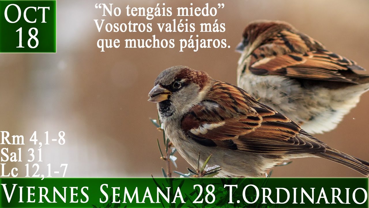 Evangelio VIERNES 18 DE OCTUBRE DE 2019 | LUCAS 12,1-7 - YouTube