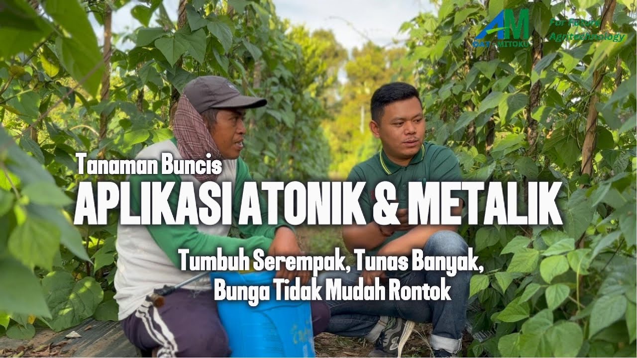 ATONIK & METALIK : BUNGA TANAMAN BUNCIS MENJADI LEBAT & TIDAK MUDAH ...
