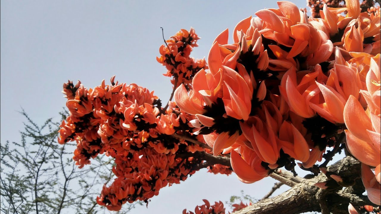 पलाश (ढाक) के दुर्लभ प्रयोग | Dhaak ka ped - YouTube