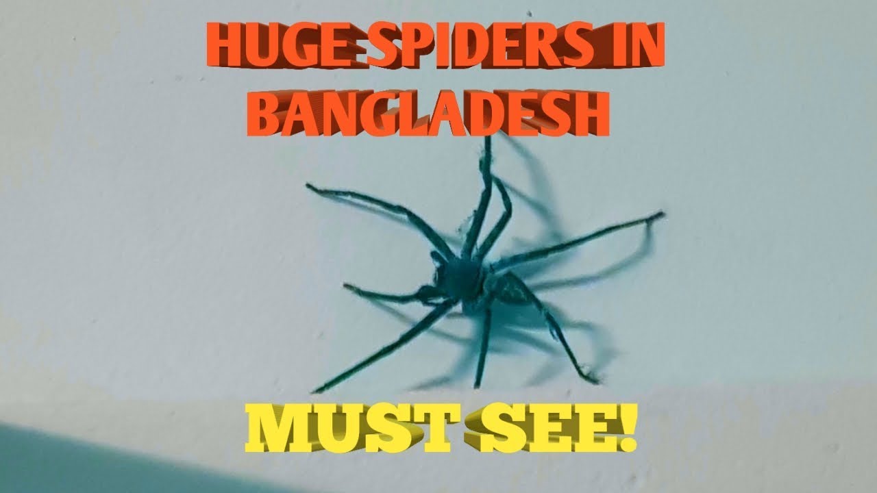 BIG POISONOUS SPIDERS IN BANGLADESH | MOULVIBAZAR BANGLADESH| JORO SPIDER | SYLHET | 🇧🇩 - YouTube