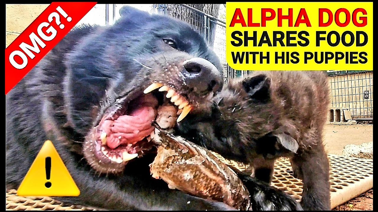 Alpha Dog Shares Food with His Puppies!! - Dog Pack Dynamics - YouTube