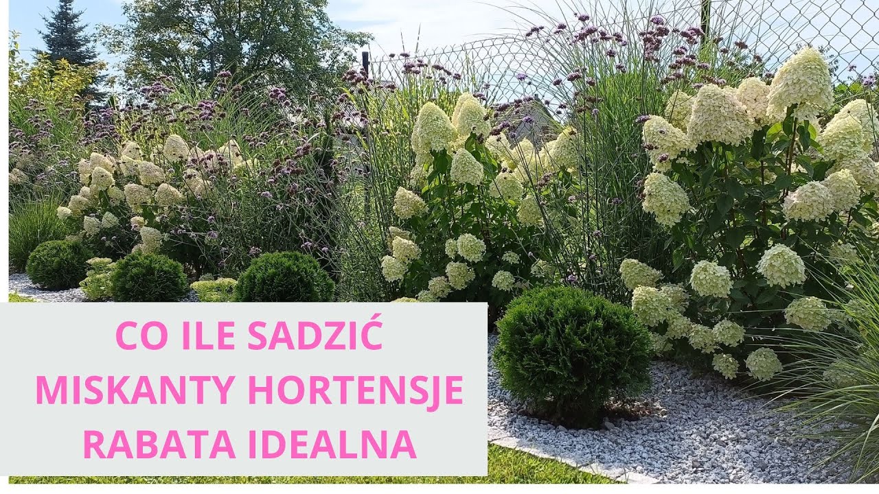 W jakich odległościach sadzić miskanty, hortensje, rozchodniki i tuje ...
