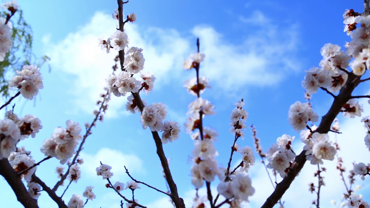 Azərbaycanda Yaz fəsili\ Azerbaijan spring/ Relax - YouTube