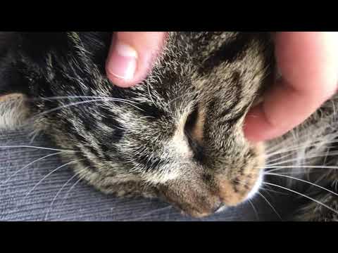 My cat being a dork for 40 seconds - YouTube