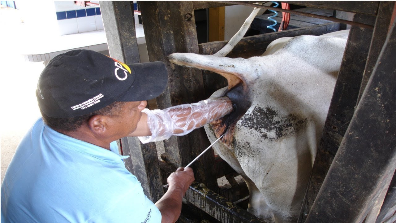 Inseminação Artificial em Bovinos - YouTube