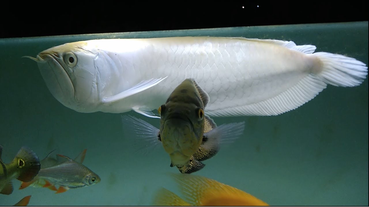 Giant Silver Arowana Fish