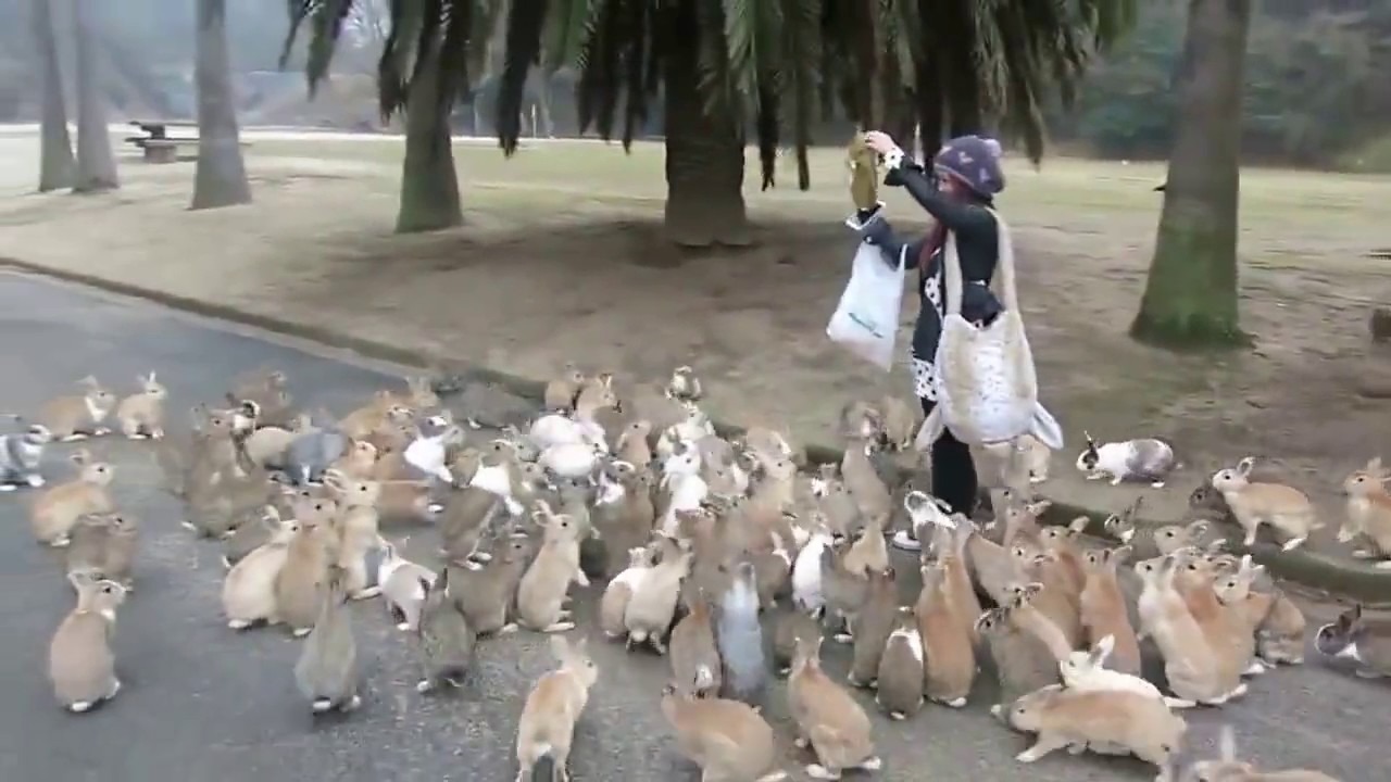 1000 Rabbits , master Feeding them : Amazing Rabbits - YouTube