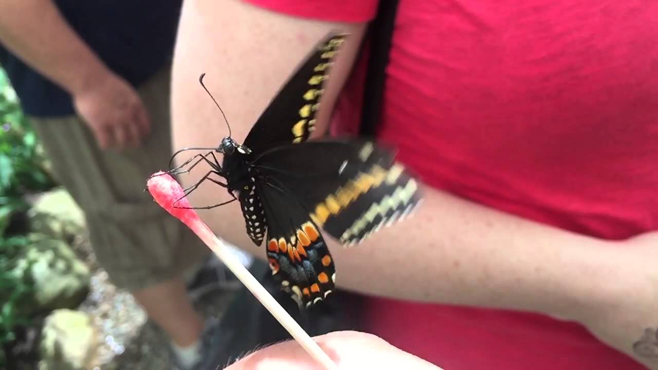 Butterfly In Slow Motion - YouTube