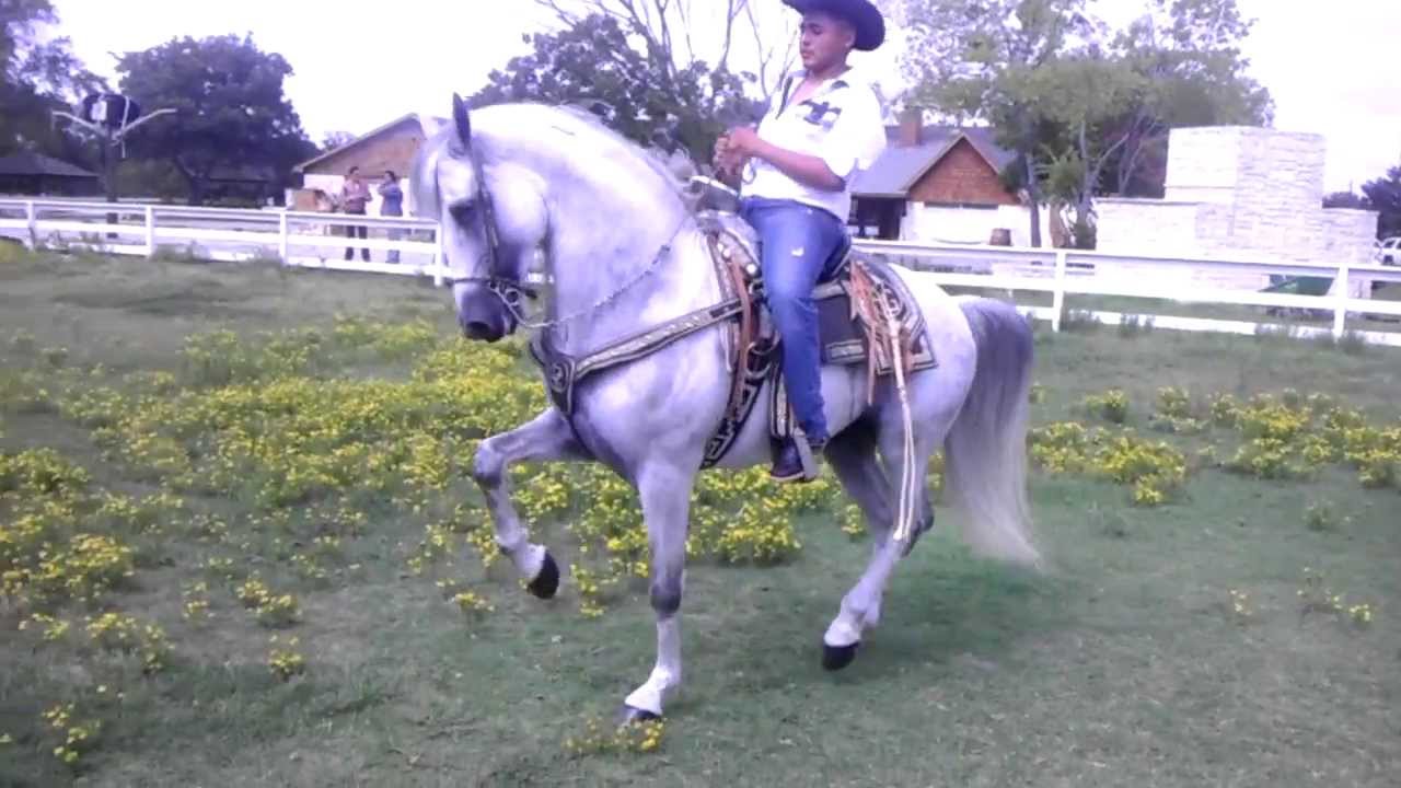 Caballos bailadores, dancing horses... - YouTube