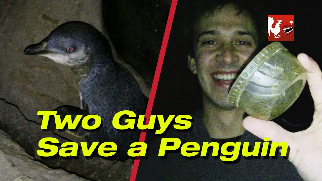 RT Life - Two Guys Save a Penguin - YouTube