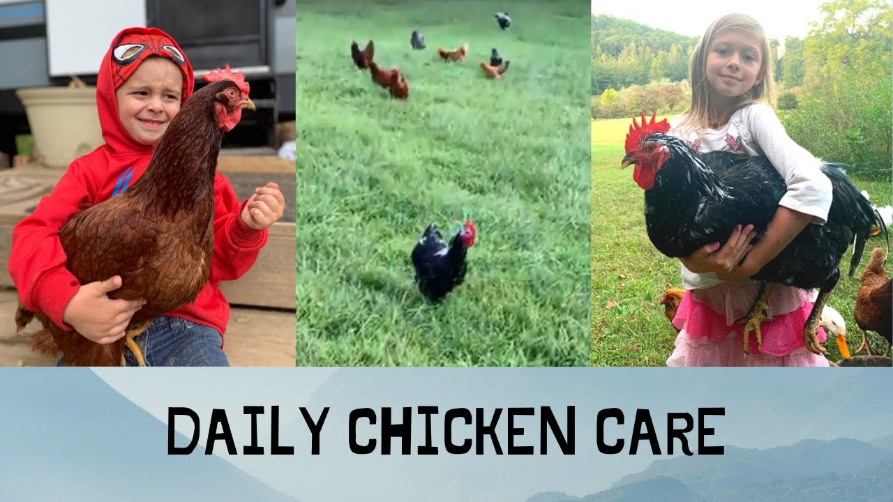 Daily Chicken Care | Farm Day: By Kids for Kids - YouTube