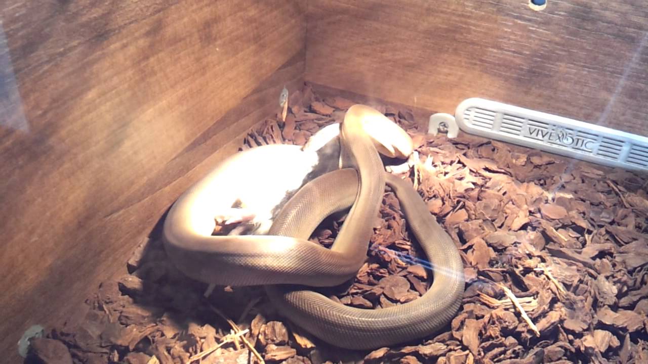 Feeding Strike-Happy Olive Python - YouTube
