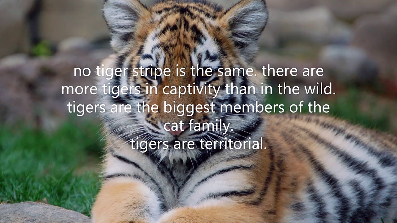 Tiger education - YouTube