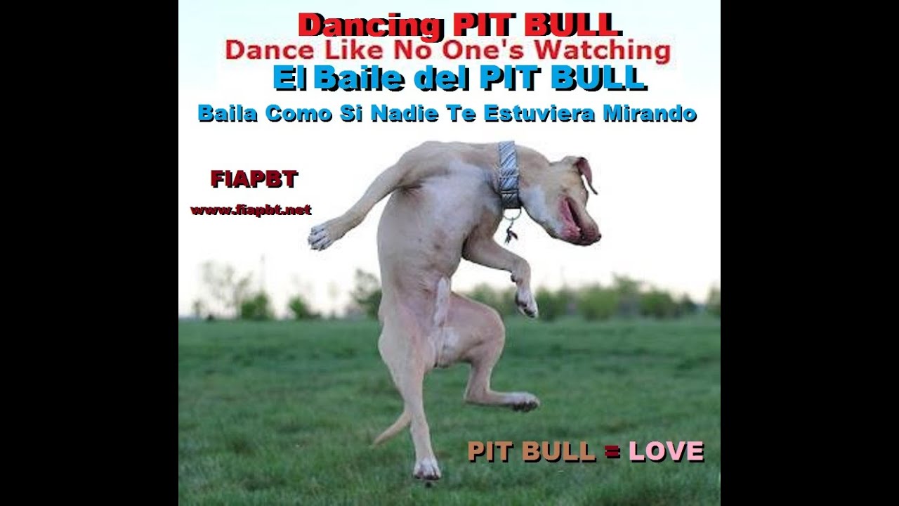 EL BAILE DEL PIT BULL DANCING - YouTube