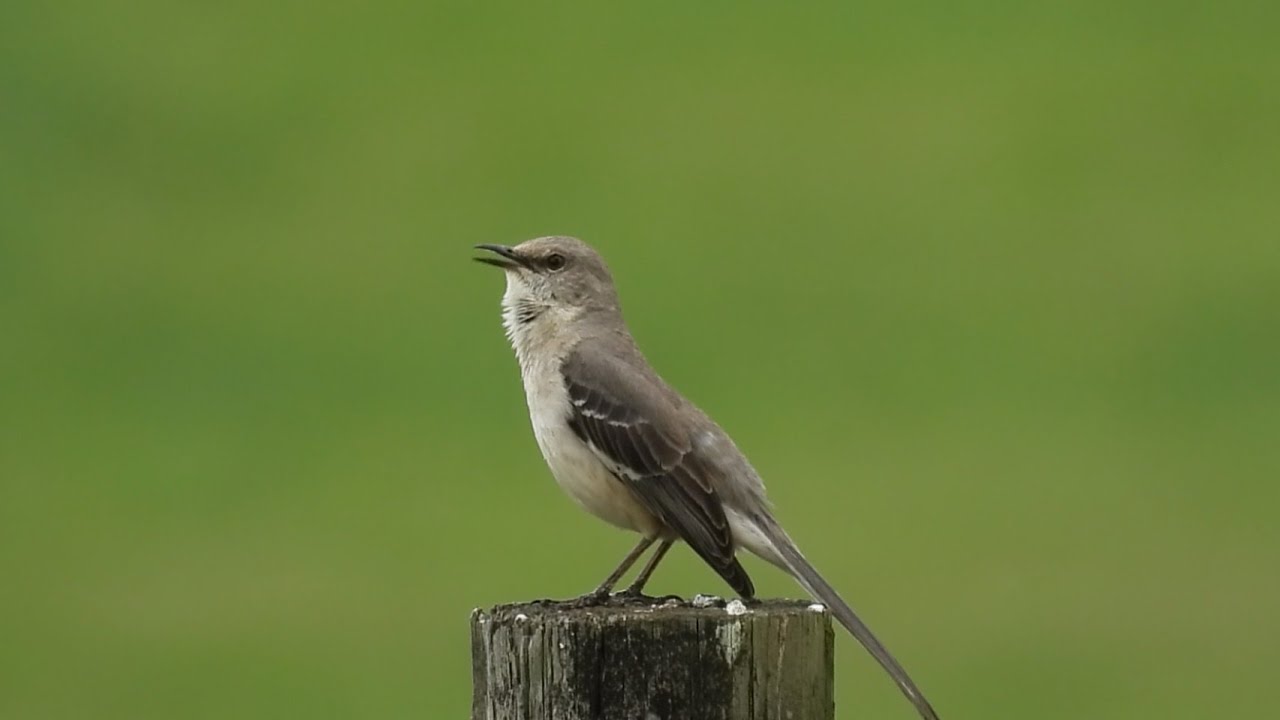 The Master Mimic Mockingbird puffs out his neck like he's playing the ...