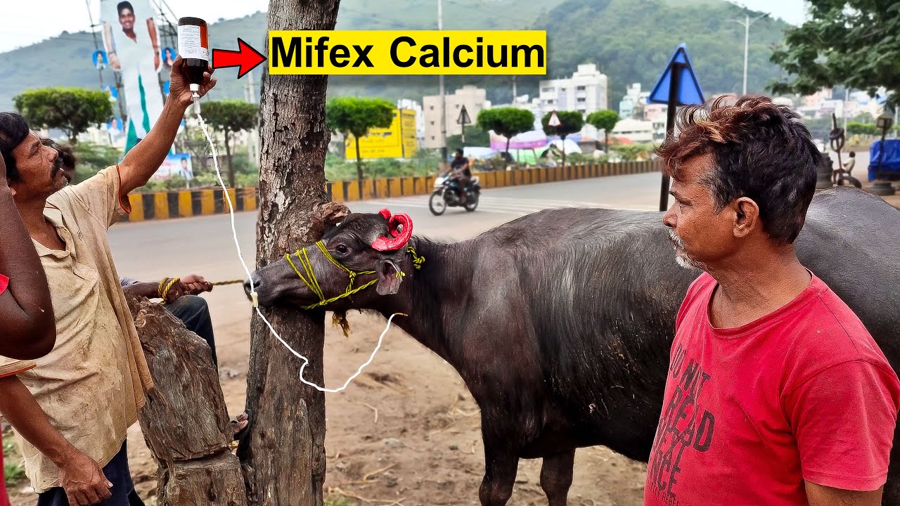 Mifex Calcium For Cattle | Murrah Buffalo | Increase Milk Production ...