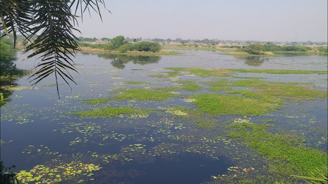 Part-II Patna Bird Sanctuary🐦|| Jalesar Etah UP | पाटना पक्षी बिहार ...