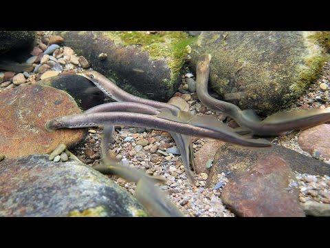 Brook lampreys nest-building/spawning, April 2016 - YouTube