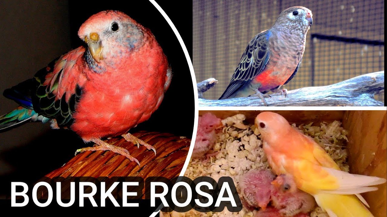 BOURKE ROSA - PERIQUITO AUSTRALIANO DIFERENTE...É ROSA NATURAL! - YouTube