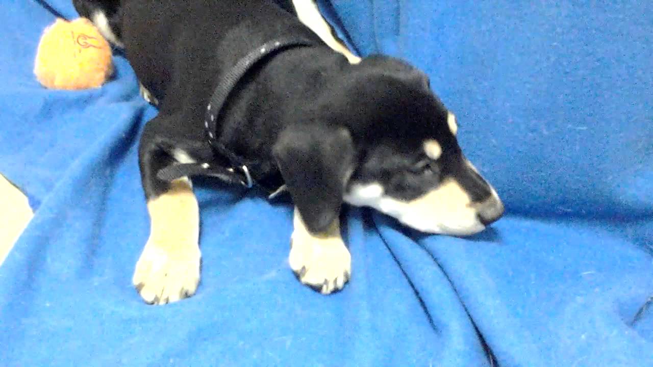 Lytle pup Eliza - YouTube