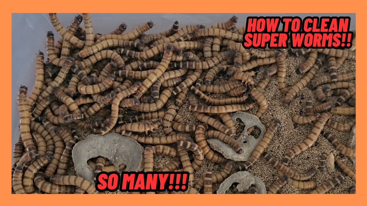 HOW TO CLEAN AND CARE FOR SUPERWORMS!!! - YouTube