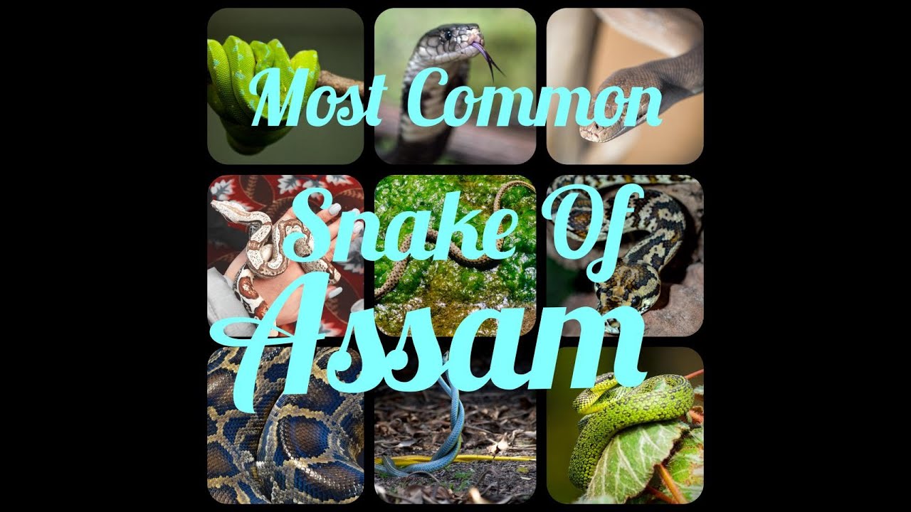 Common Snakes Of Assam - YouTube