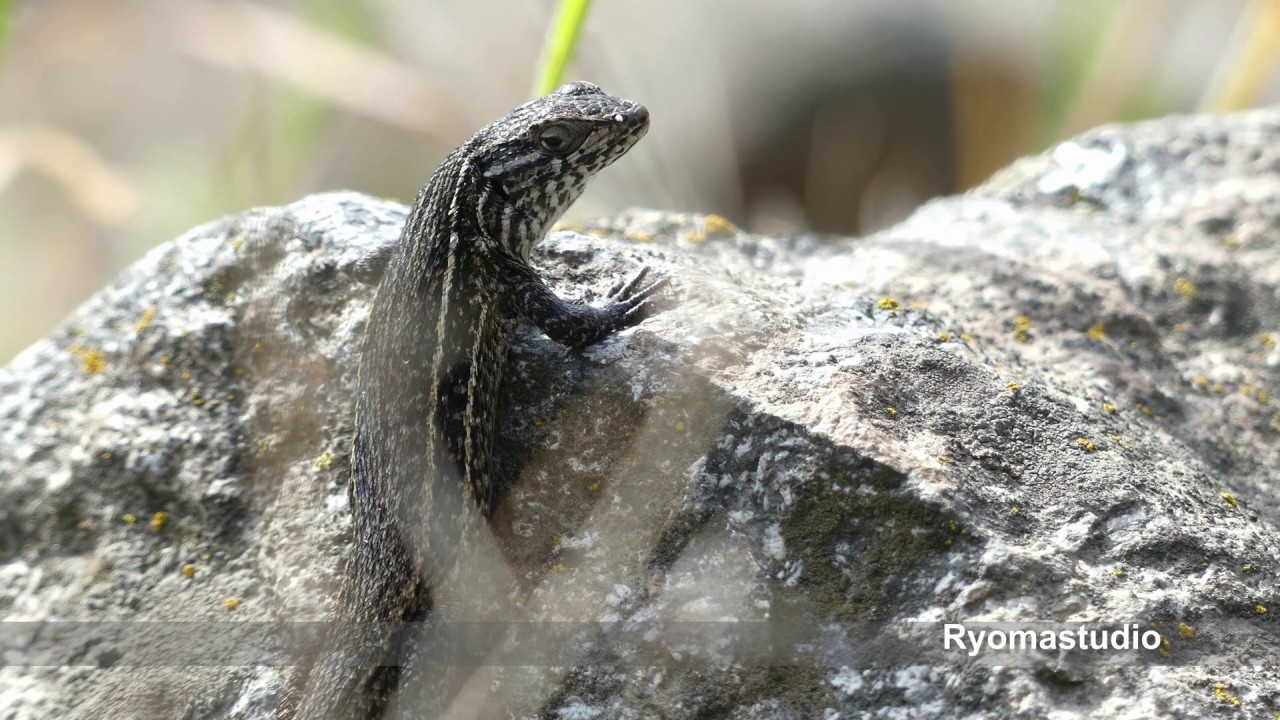 Lagartija oscura (Liolaemus fuscus) - YouTube
