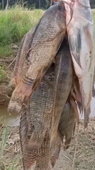 Kita terlambat. di borong semua sama yang lebih awal. #mancingikan # ...