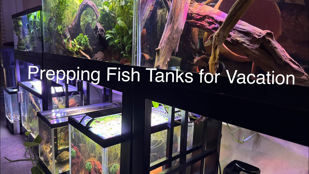 Prepping Fish Tanks for Vacation - YouTube