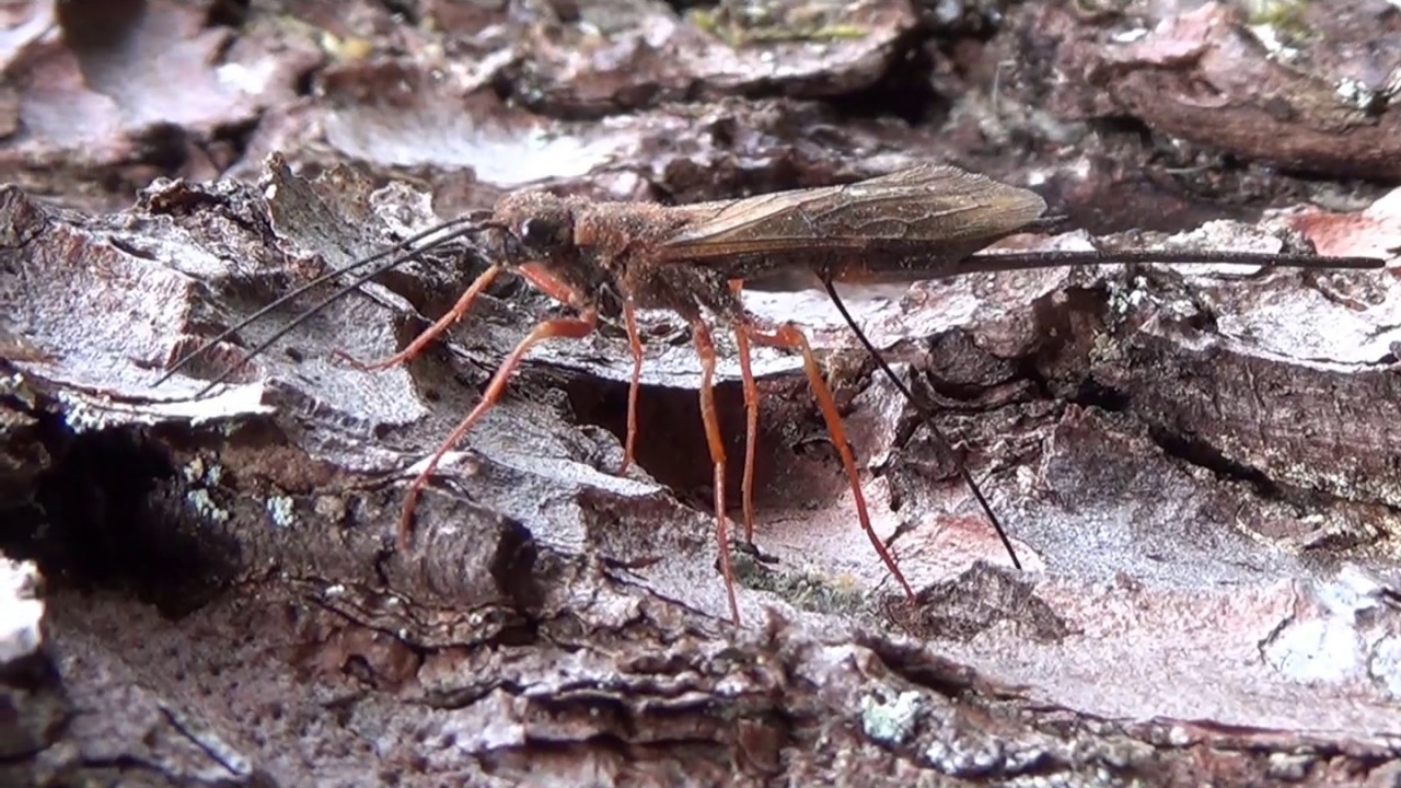 Xeris spectrum en train de pondre - YouTube