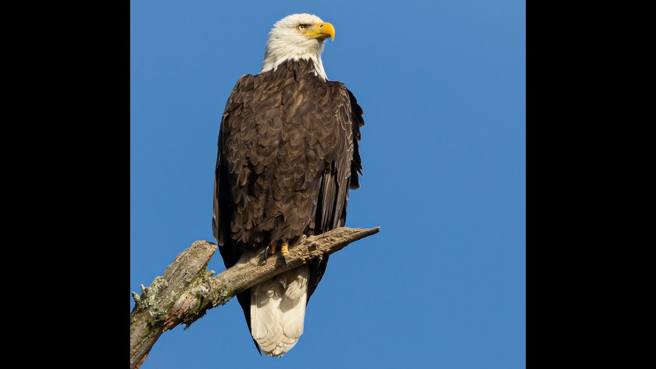 Eagle at Forevergreen Nature Preserve hanging out - YouTube