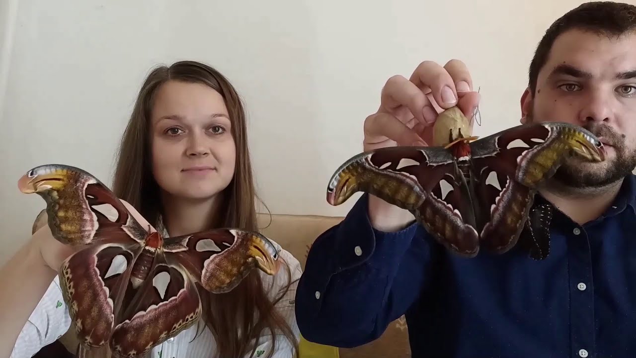 Motobutterfly- Attacus Atlas lepke nőstény és hím imágó különbség - YouTube