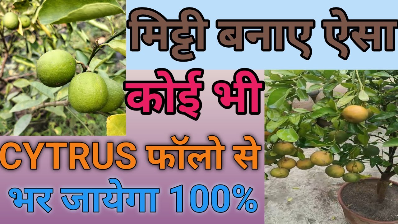 Cytrus tree poting soil/कोई भी निम्बू, संतरा, मुसम्बी पौधा का मिट्टी कैसे बनाए? - YouTube