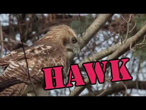 hawk vs chicken - YouTube