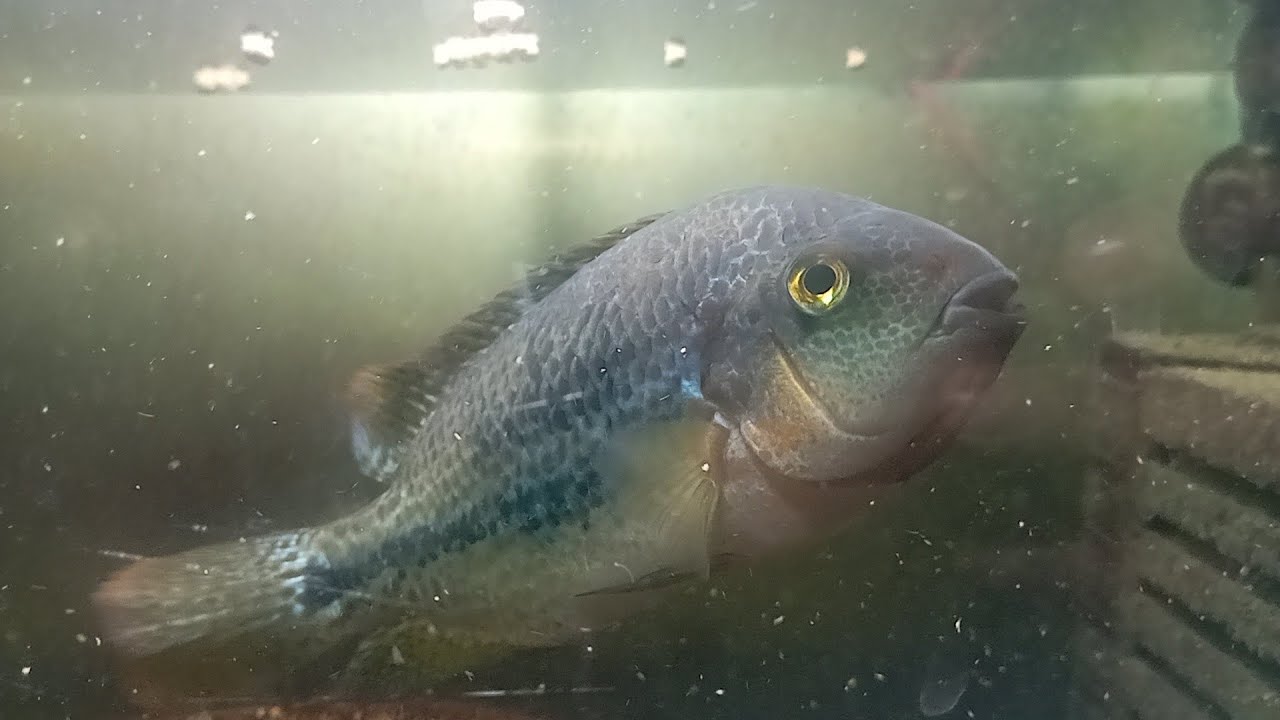 #trending # green maniac loose - YouTube