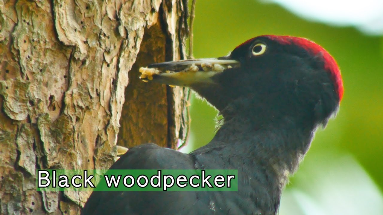 Black woodpecker - three cubs, Baby meat, the sound of nature - YouTube