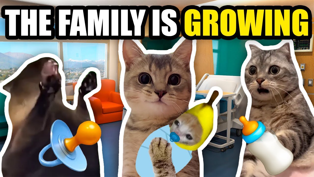 CAT MEMES: THE FAMILY IS GROWING - YouTube